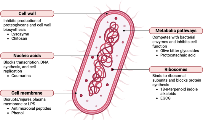 The antibacterial mechanism and cell damage mechanism of natural ...