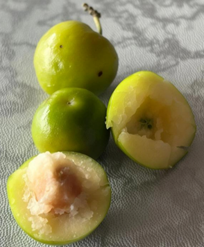 Bioactivities and potential health benefits of Ziziphus mauritiana ...