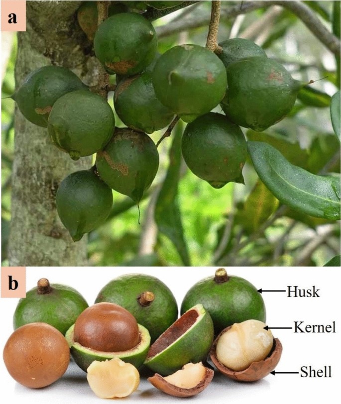 Chemical constituent, pretreatment, and conversion of macadamia nut waste into bio-based ...