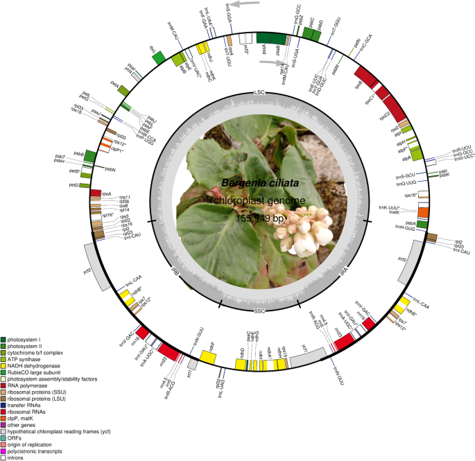 Deciphering the plastome of Bergenia ciliata: comprehensive analysis of ...