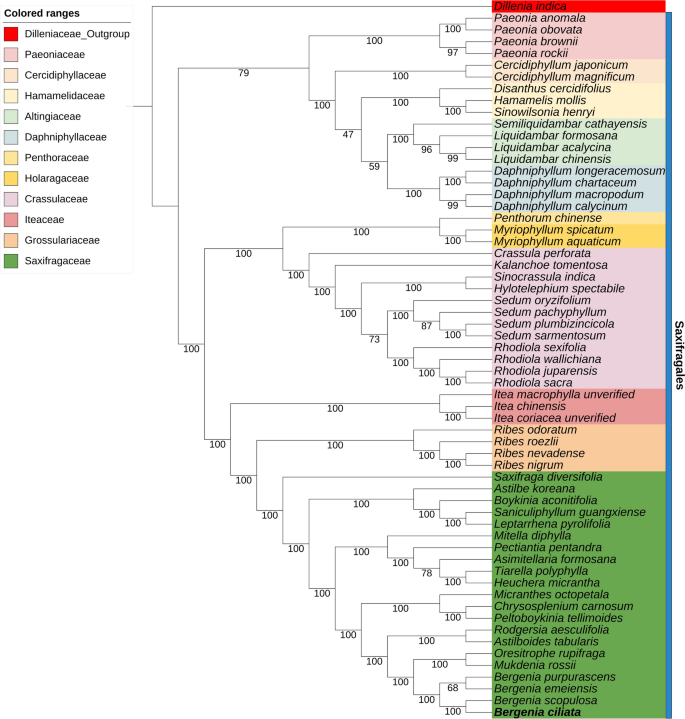 Deciphering the plastome of Bergenia ciliata: comprehensive analysis of ...
