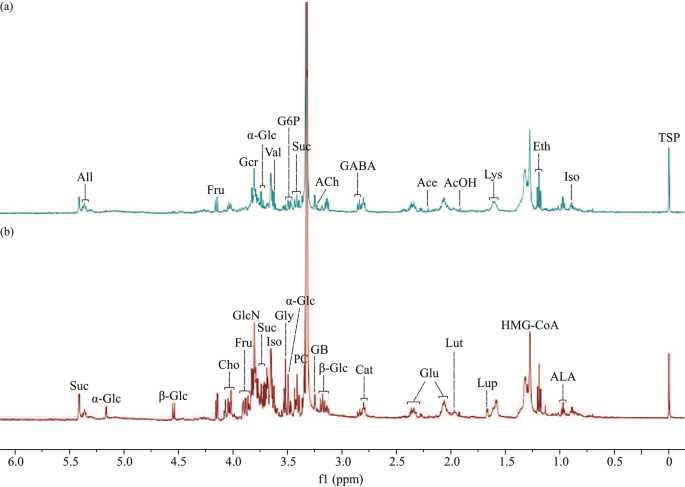 NMR-metabolomic analysis of banana (Musa acuminata) plants in response ...