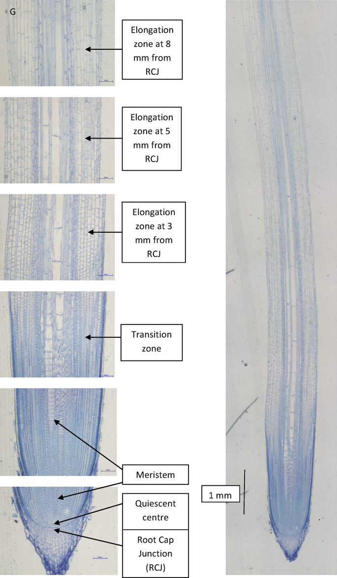 Longitudinal root growth is mainly controlled by the final cell length ...