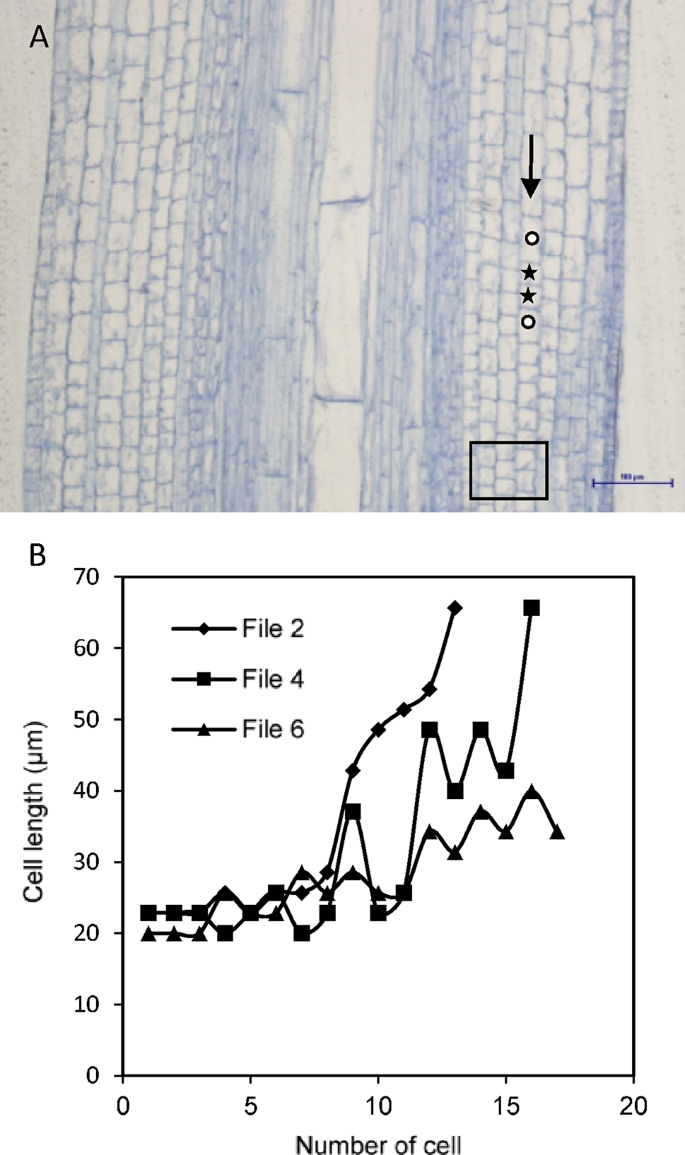 Longitudinal root growth is mainly controlled by the final cell length ...
