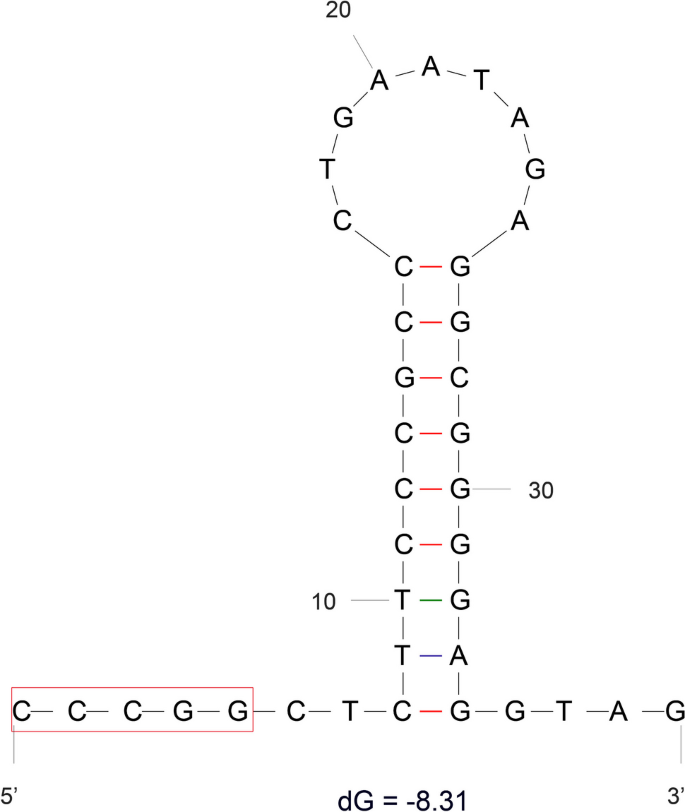 First insights into the complete mitochondrial genome of a deep-sea eel ...