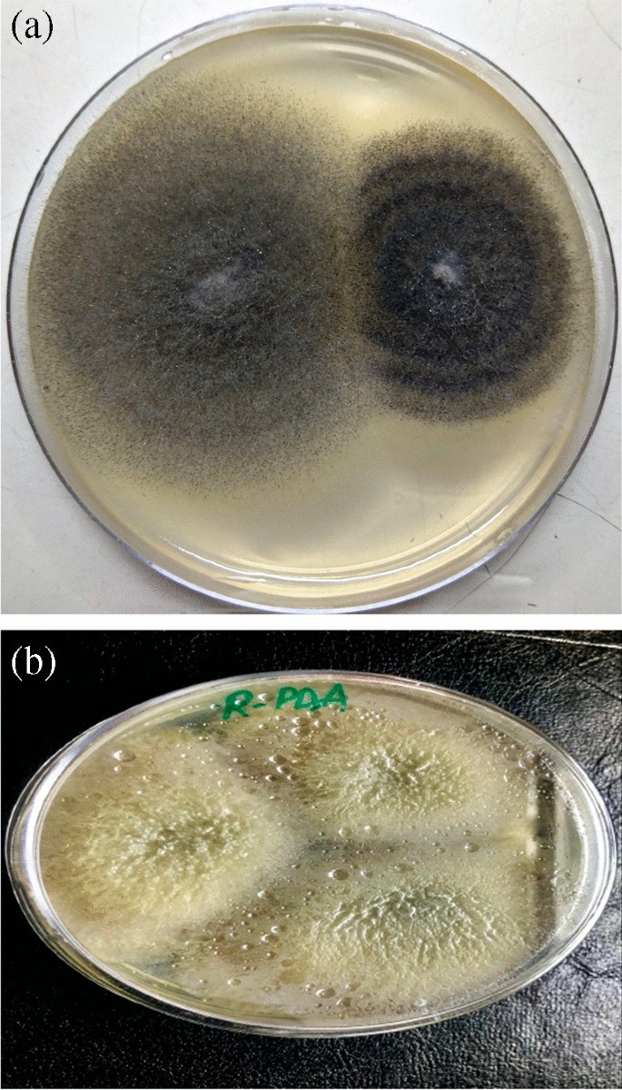 Biotic environment reinforcing the pertinacious clinically relevant ...