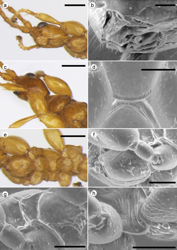 Another needle in the haystack: a new species of the rare genus Masona ...