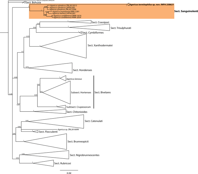Integrative approach reveals Agaricus termitophilus sp. nov ...
