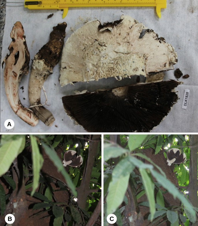 Integrative approach reveals Agaricus termitophilus sp. nov ...