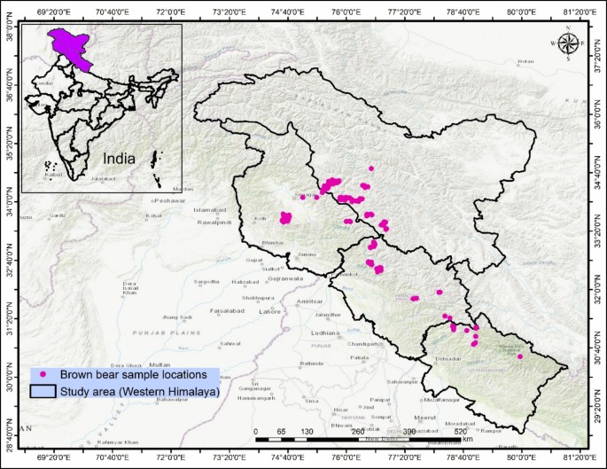 Herbivory in the high Himalayas: Dietary composition insights from scat ...