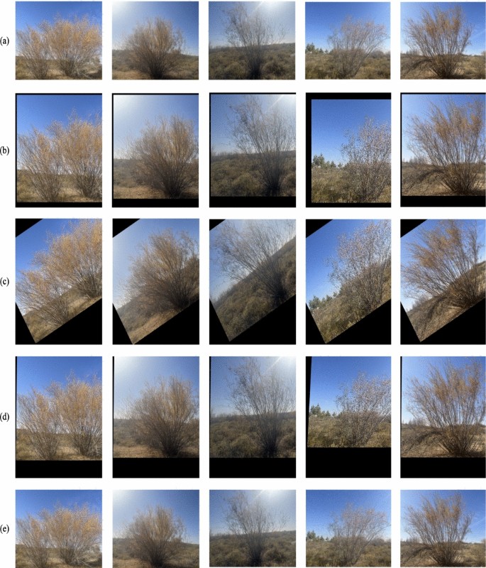 Enhanced YOLOv8 for efficient identification of salix cheilophila during stubble period | Signal ...