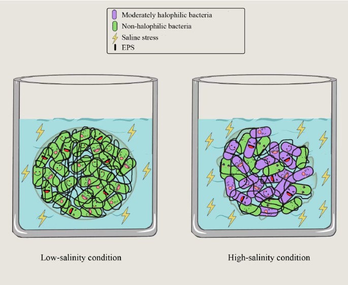 Resistance to salt stresses by aerobic granular sludge: sludge property ...