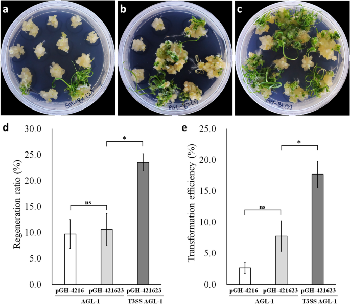 Agrobacterium-mediated transformation of recalcitrant hexaploid wheat ...
