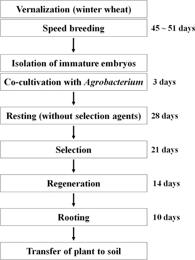 Agrobacterium-mediated transformation of recalcitrant hexaploid wheat ...