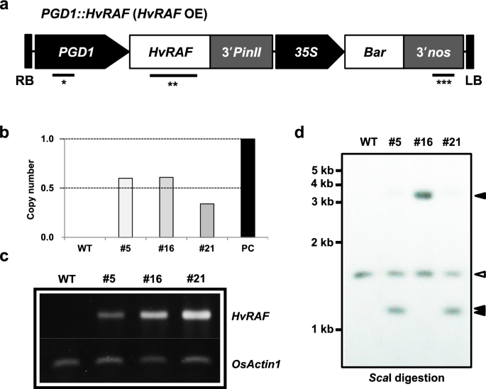 The barley ERF factor HvRAF enhances tillering and grain yield in ...