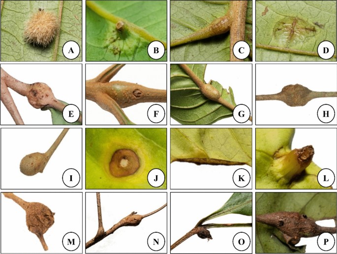 Who are the superhosts of gall-inducing insects? The need for a ...
