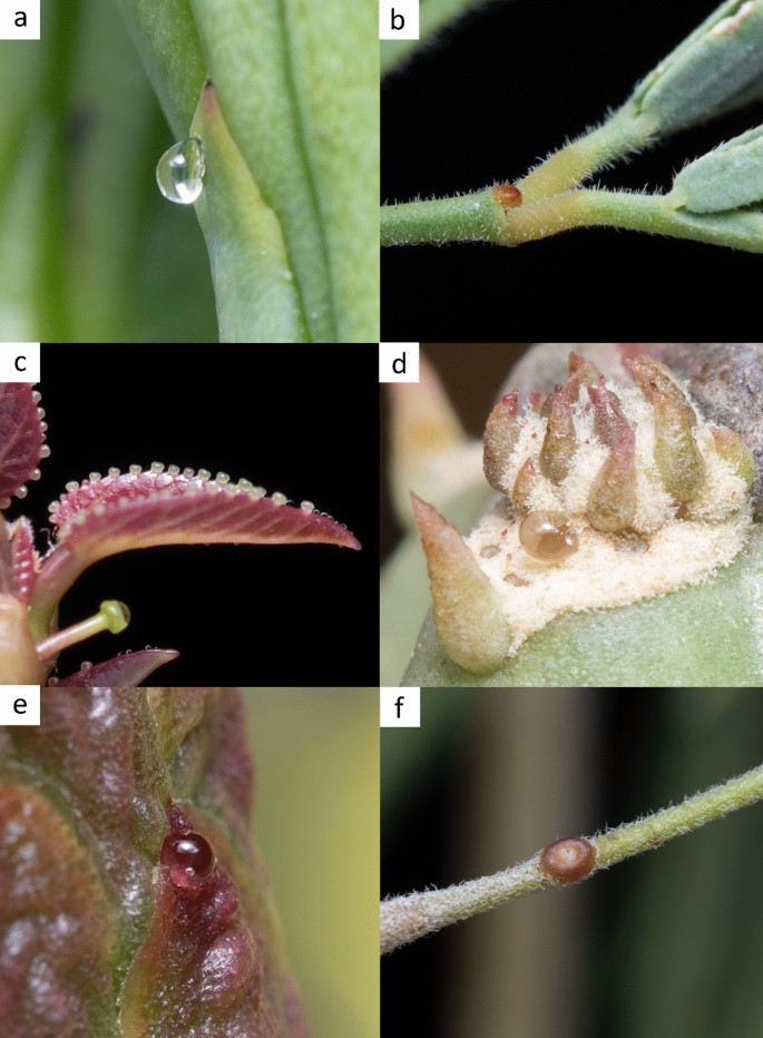 Seasonal variation in the ant–plant interaction network mediated by ...