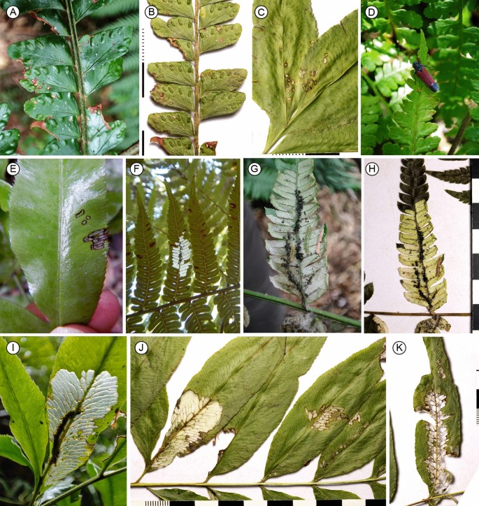 Exploring fern-arthropod interactions in the Argentinian Paranaense ...