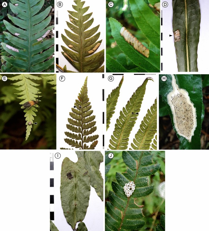 Exploring fern-arthropod interactions in the Argentinian Paranaense ...