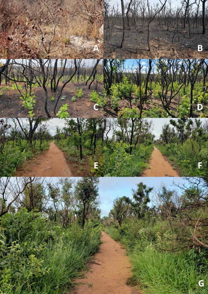 Post-fire recovery in Malpighiaceae species with differing levels of ...