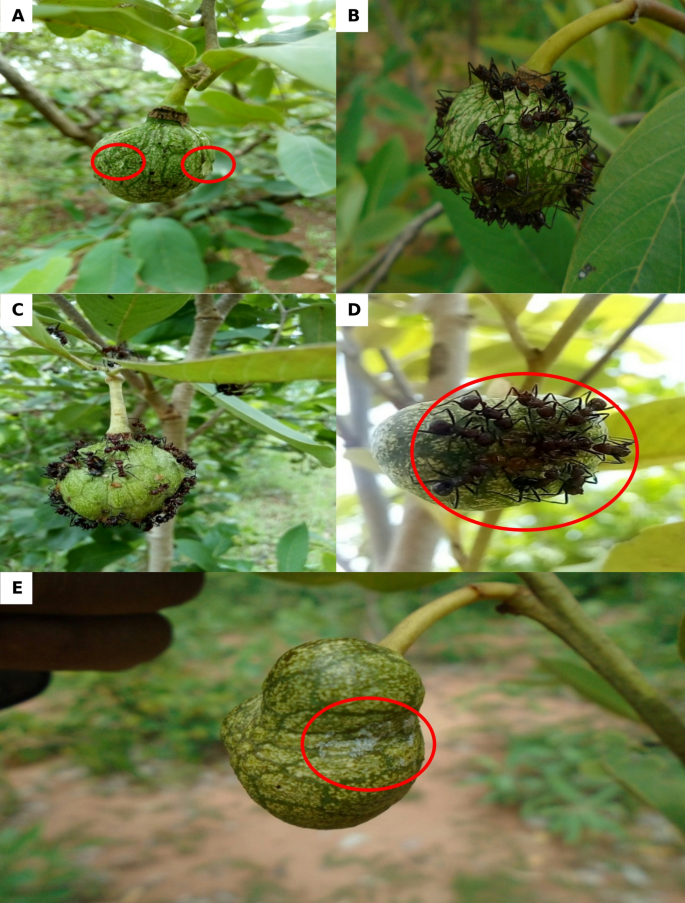 Annona Senegalensis Pers