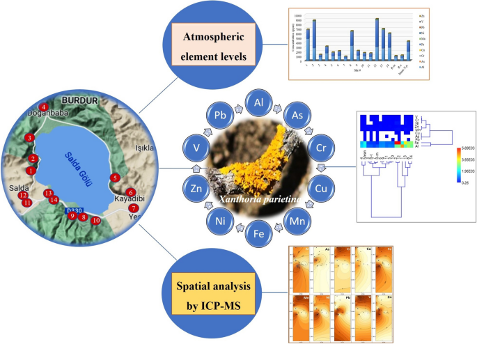 Biomonitoring of atmospheric heavy metals in native lichen Xanthoria ...
