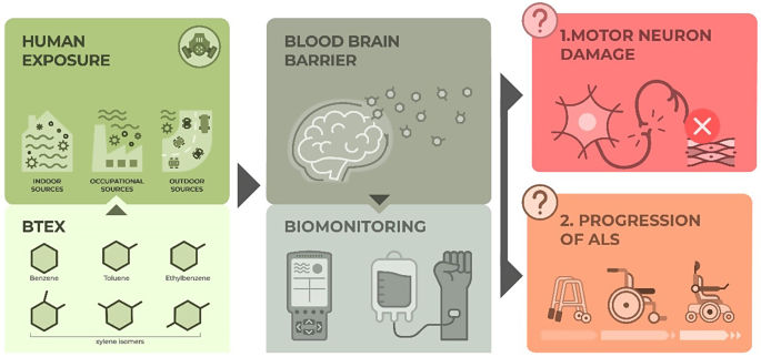 Are BTEX (Benzene, Toluene, Ethylbenzene and Xylenes) involved in the ...