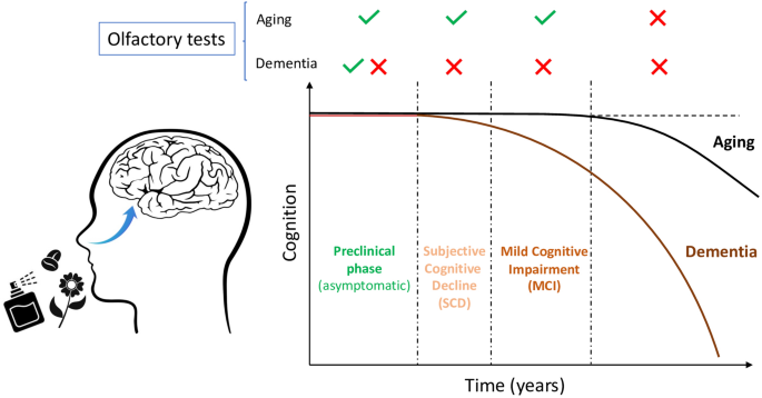 Olfactory Dysfunction and Cognitive Decline: Are They Related ...