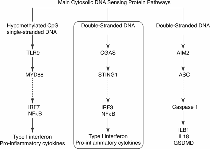 Self-DNA by Activating the CGAS-STING1 Pathway Contributes to the ...