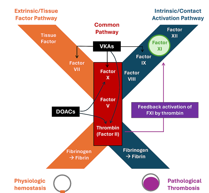 Will Factor XI Inhibitors Replace Current Anticoagulants for Stroke ...