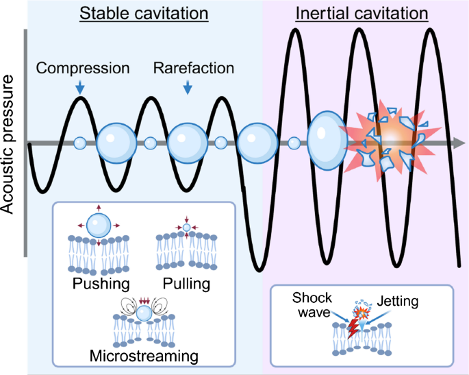 Alteration of Essential Cell Function by Ultrasound-Targeted ...