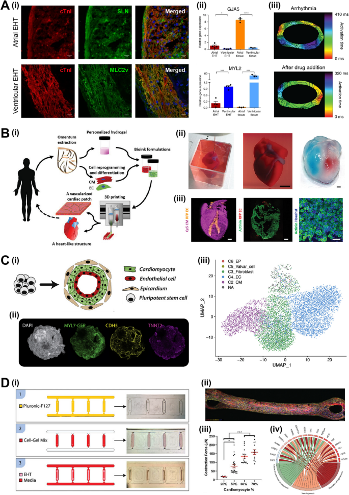 Human iPSC-Based in Vitro Cardiovascular Tissue Models for Drug ...