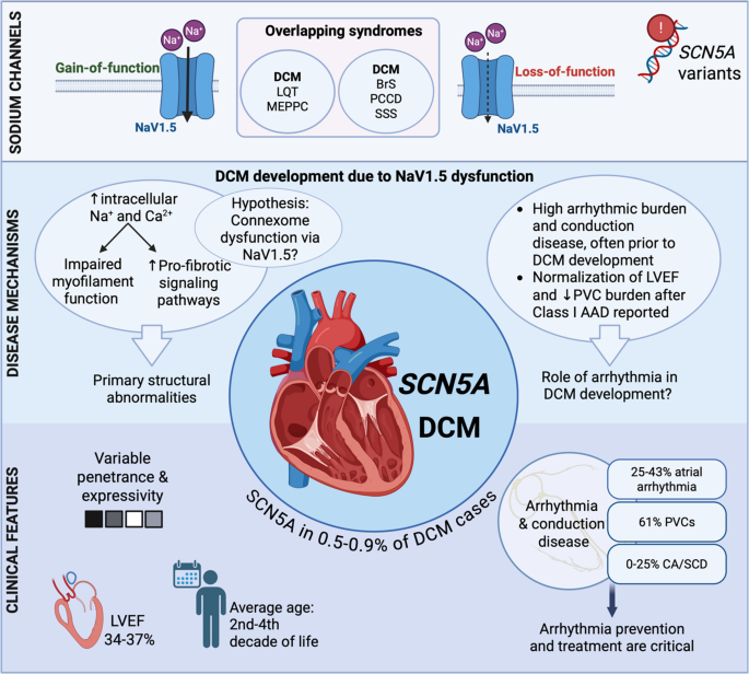 SCN5A Cardiomyopathy: from Ion Channel Dysfunction To Clinical Disease ...