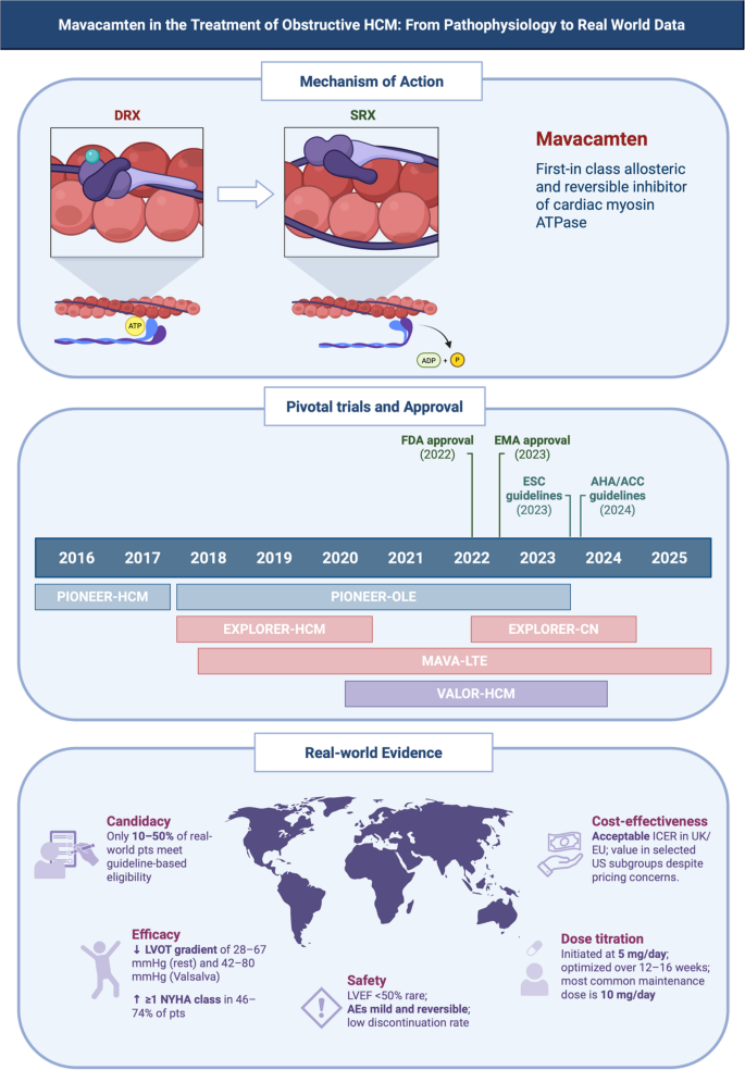 Mavacamten in the Treatment of Obstructive Hypertrophic Cardiomyopathy ...