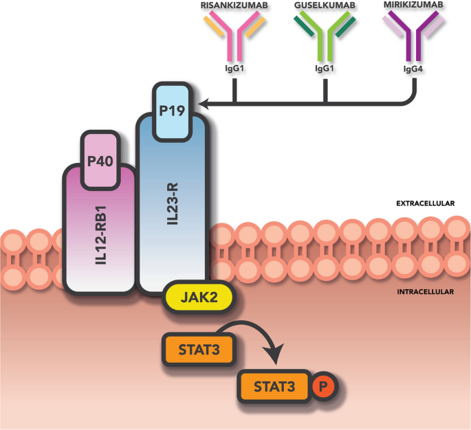 New Kids on the Block: IL-23 Inhibitors in IBD Management | Current ...