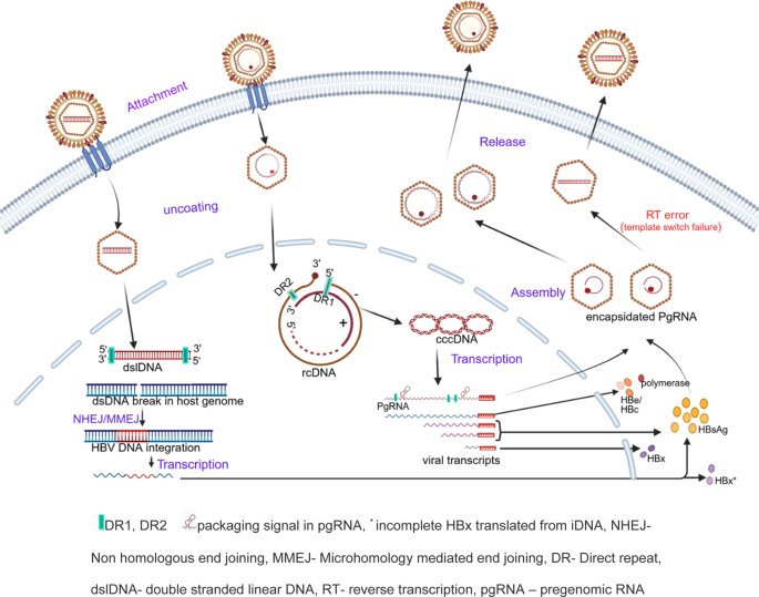 The Role of Integrated HBV DNA in the Quest for a Cure in HIV/HBV co ...