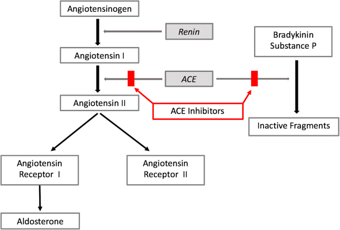 Renin Angiotensin System Ace Inhibitors