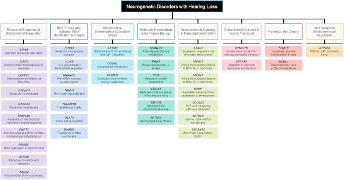 Neurogenetic Disorders with Hearing Loss: Mechanisms, Classifications ...