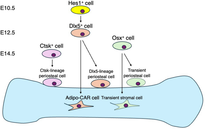 The Periosteum in Health and Disease | Current Osteoporosis Reports