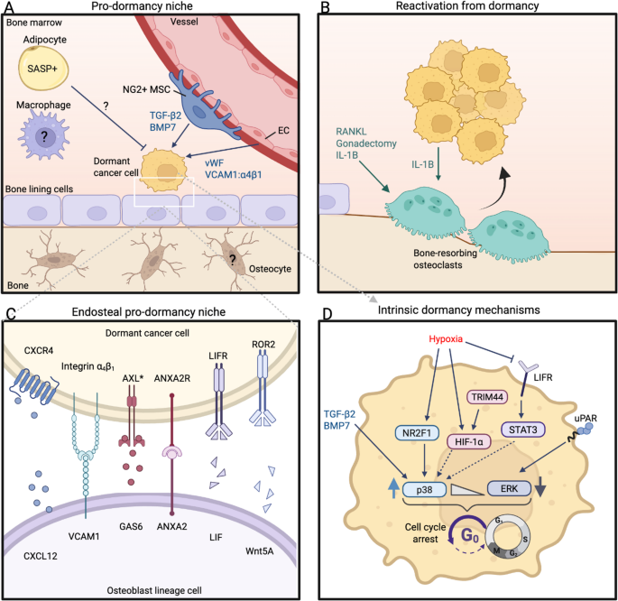 Cancer Cell Dormancy in the Bone Microenvironment | Current ...