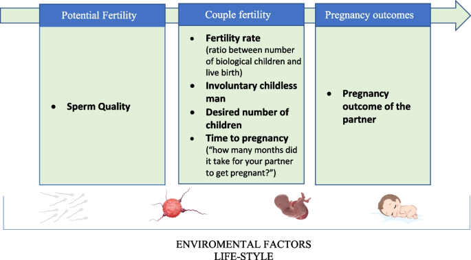 Male Fertility in Spondyloarthritis: from Clinical Issues to Cytokines ...