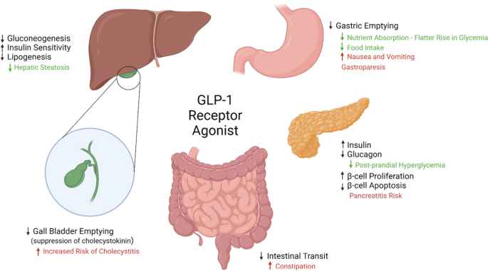 Glucagon-Like Peptide 1 Receptor Agonists for Obesity: Efficacy, Side ...
