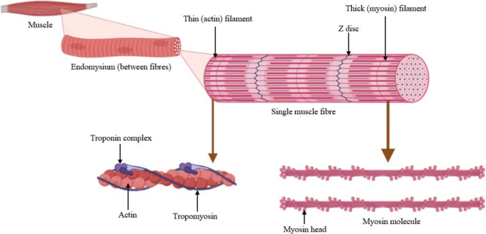 Enhancing Meat Product Quality: Exploring the Effects of Additives on Myofibrillar Protein ...