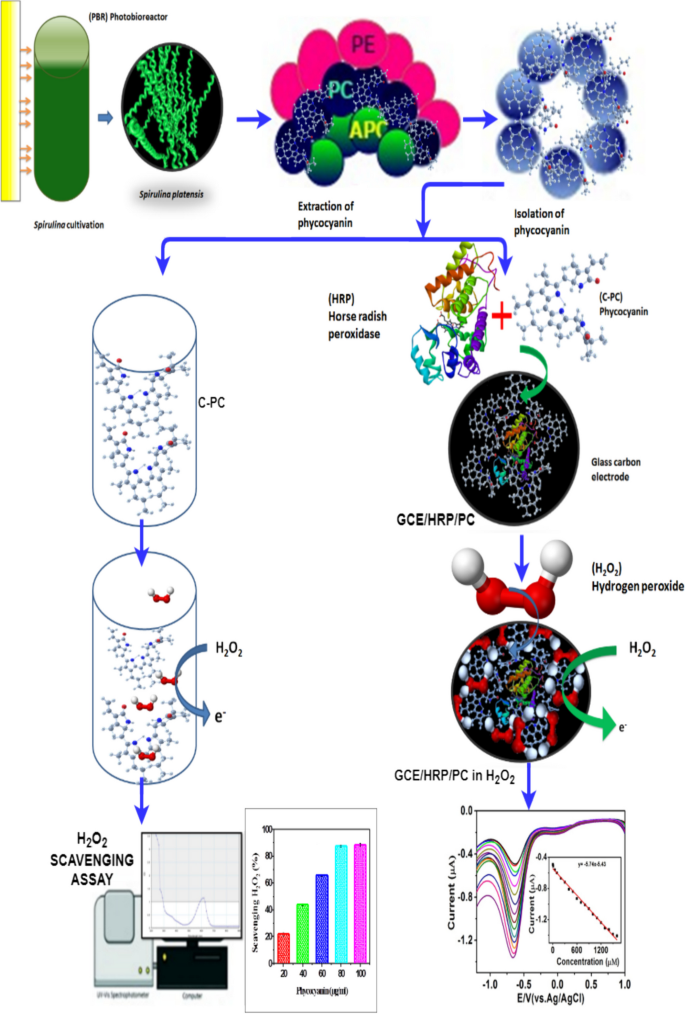Cyanobacterial Phycocyanin-Based Electrochemical Biosensor for the ...
