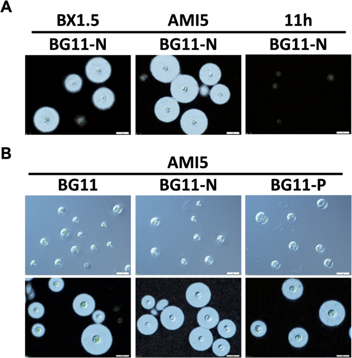 Characterization and Function of a Novel Extracellular Polysaccharide from a Green Alga ...