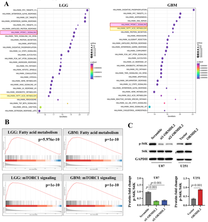 ORMDL2 Promotes the Growth of Glioma through mTORC1-Mediated Fatty Acid ...