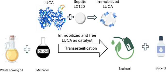 Immobilized Ancient Lipase for Waste-to-Fuel Biocatalysis: Toward ...