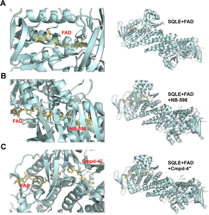 Squalene Epoxidase: A Key Enzymatic Component in the Triterpenoid ...