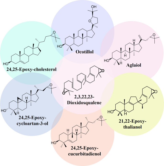 Squalene Epoxidase: A Key Enzymatic Component in the Triterpenoid ...