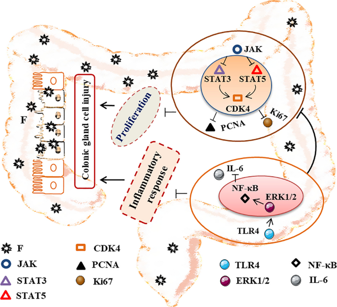 Underlying Mechanism of Fluoride Inhibits Colonic Gland Cells ...